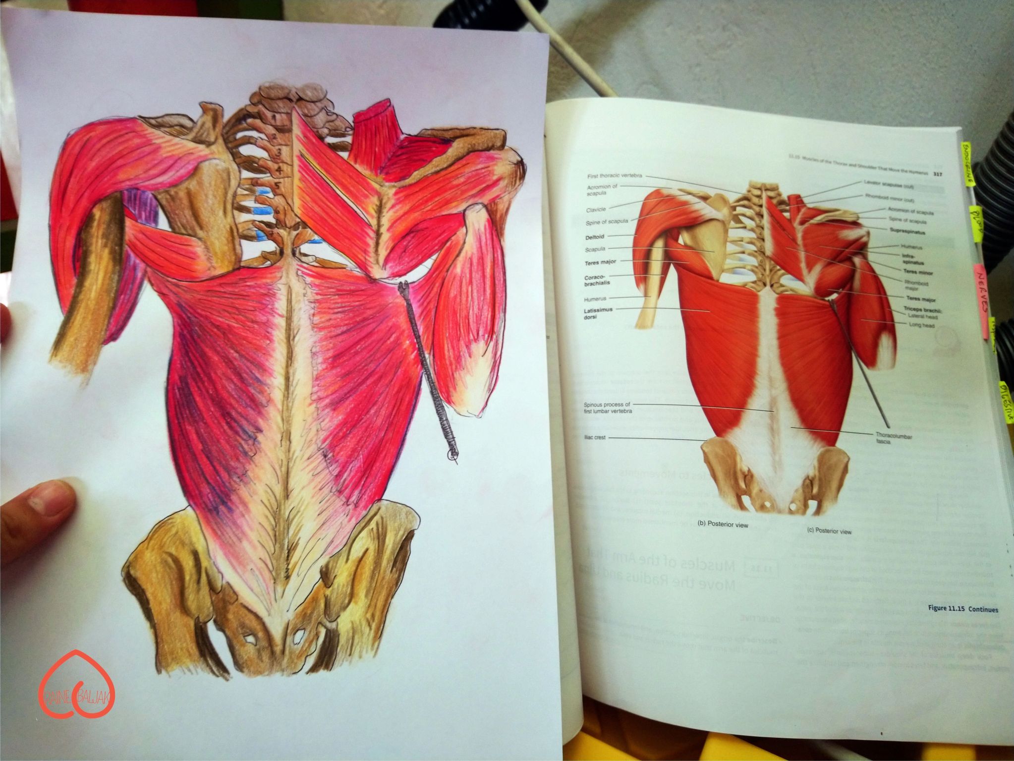 My illustrations of Human Anatomy – Raine Baljak