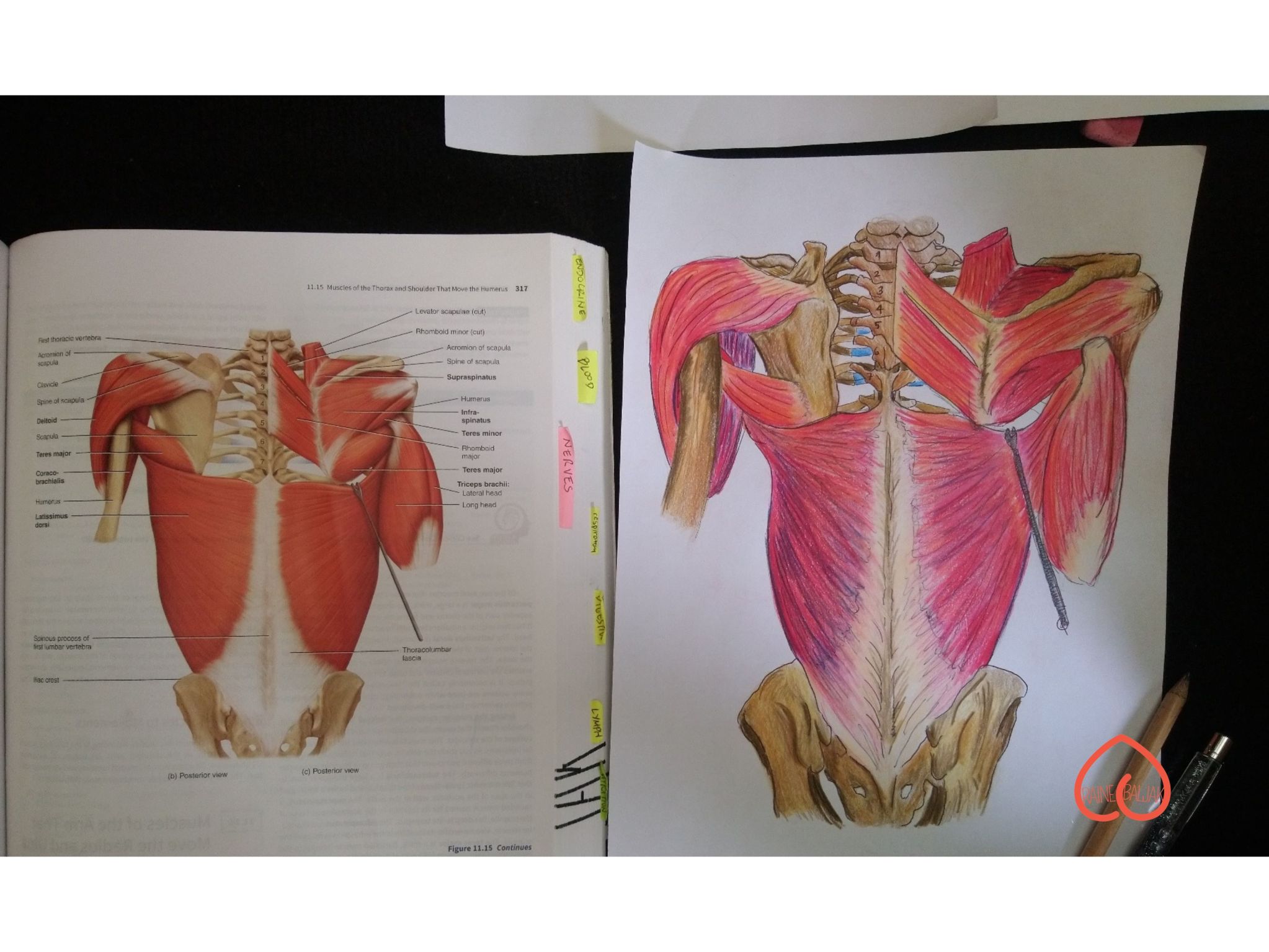 My illustrations of Human Anatomy – Raine Baljak